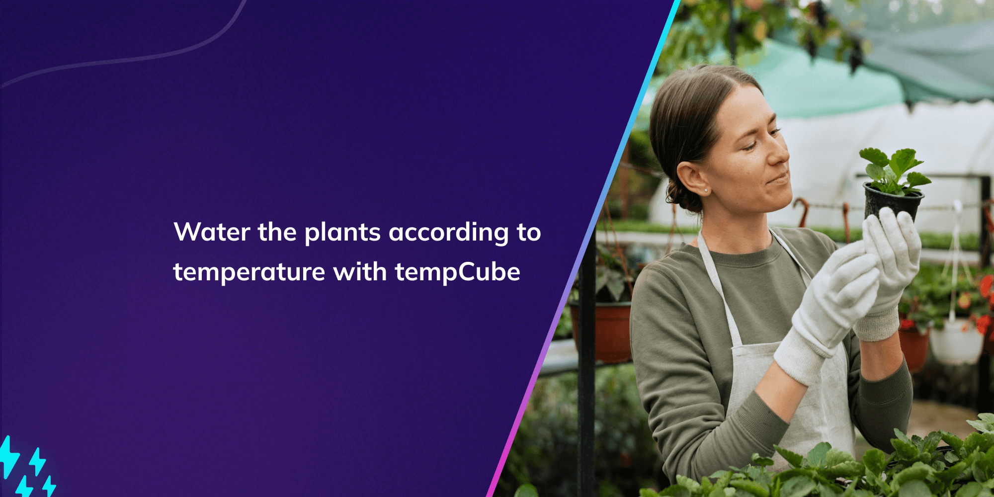 Water the plants according to temperature with tempCube